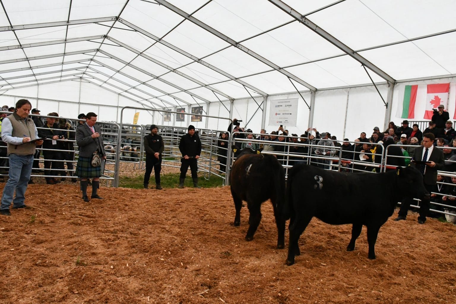 VIDEO: Județul Mureș, gazda European Angus Forum 2026 - Stiri din Mures ...